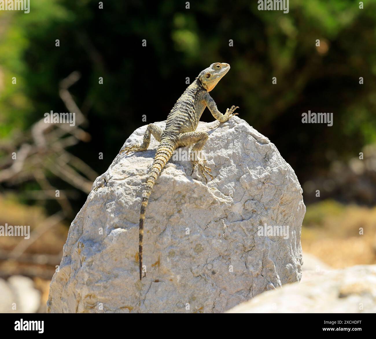 Agama lizard stellagama stellio hi-res stock photography and images - Alamy