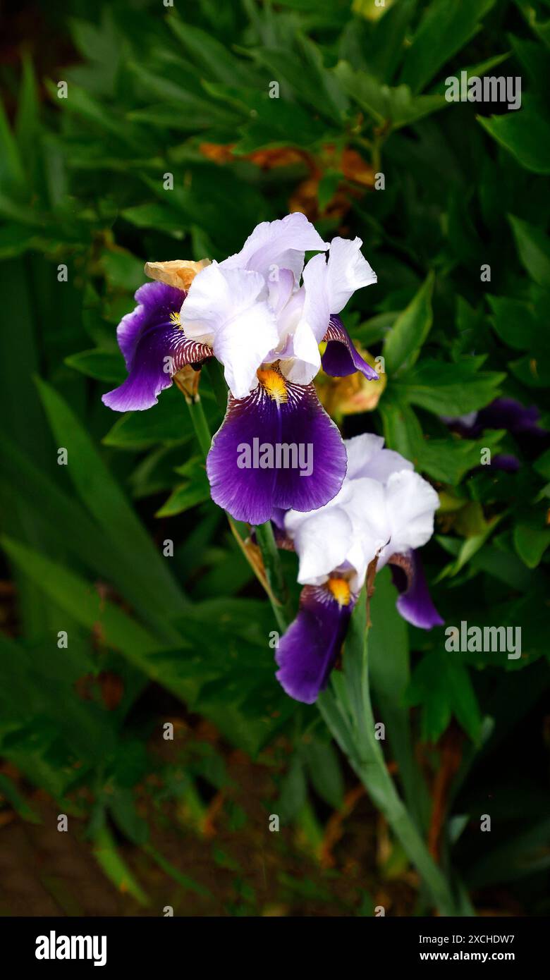 Closeup of the lavender blue dark purple flower and yellow beard of the ...