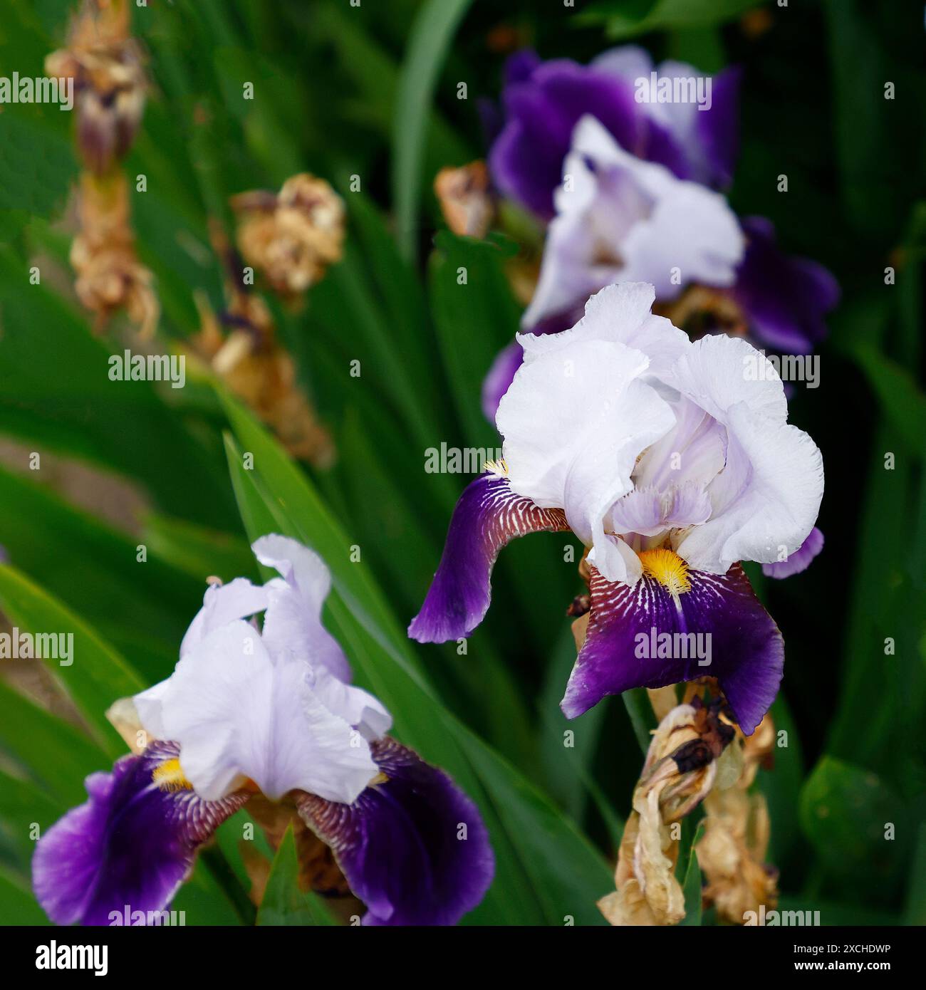 Closeup of the lavender blue dark purple flower and yellow beard of the ...