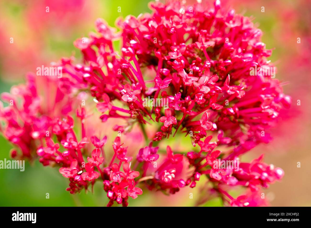 Garden valerian is a flower as beautiful as it is mysterious. Also ...
