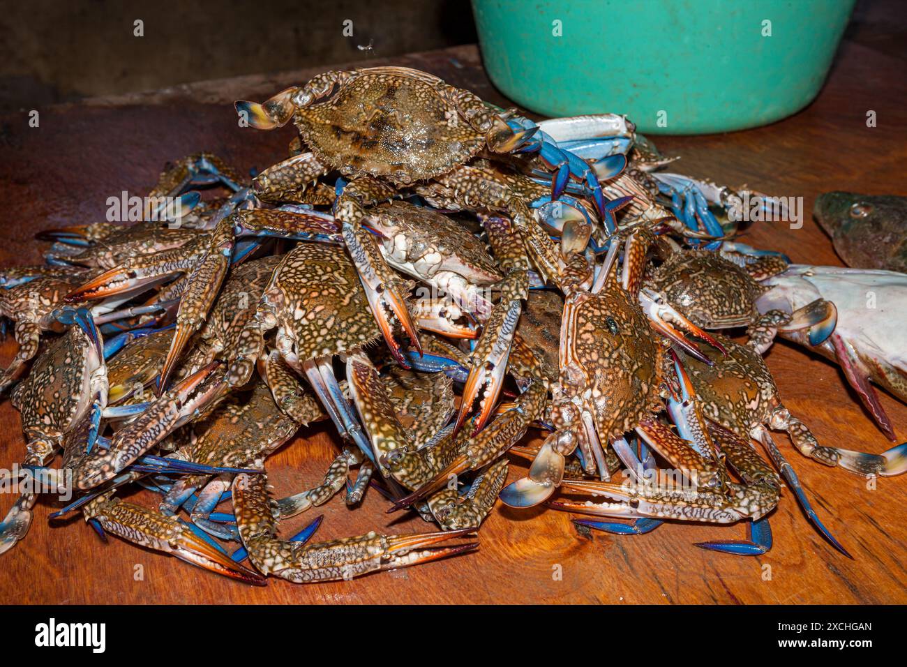 Mozambique, Maputo, Maputo Cidade, Crabs at the fish market Stock Photo ...