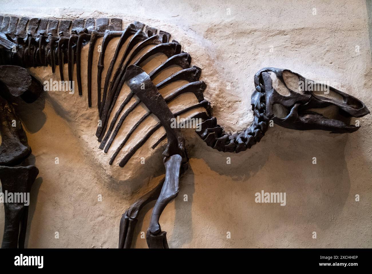 Fossil skull of Tyrannosaurus, a dinosaur commonly known as t-rex, at ...