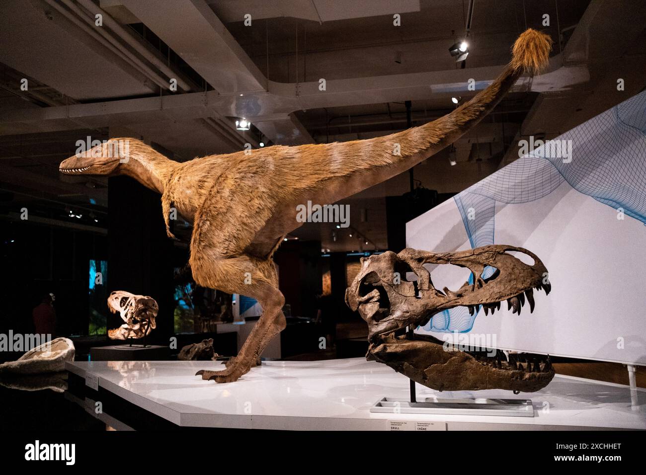 Fossil skull of Tyrannosaurus, a dinosaur commonly known as t-rex, at ...