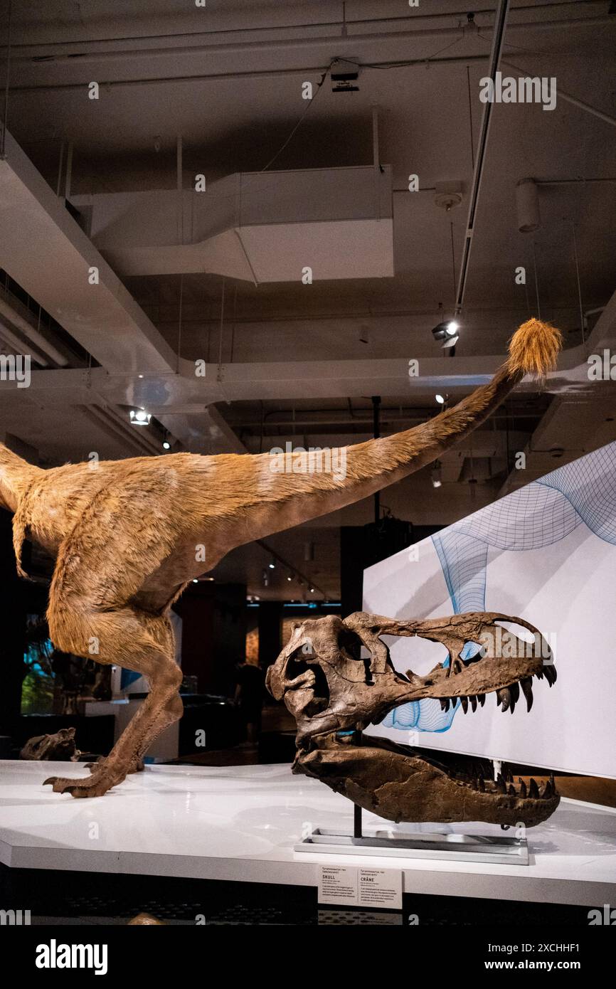 Fossil skull of Tyrannosaurus, a dinosaur commonly known as t-rex, at ...