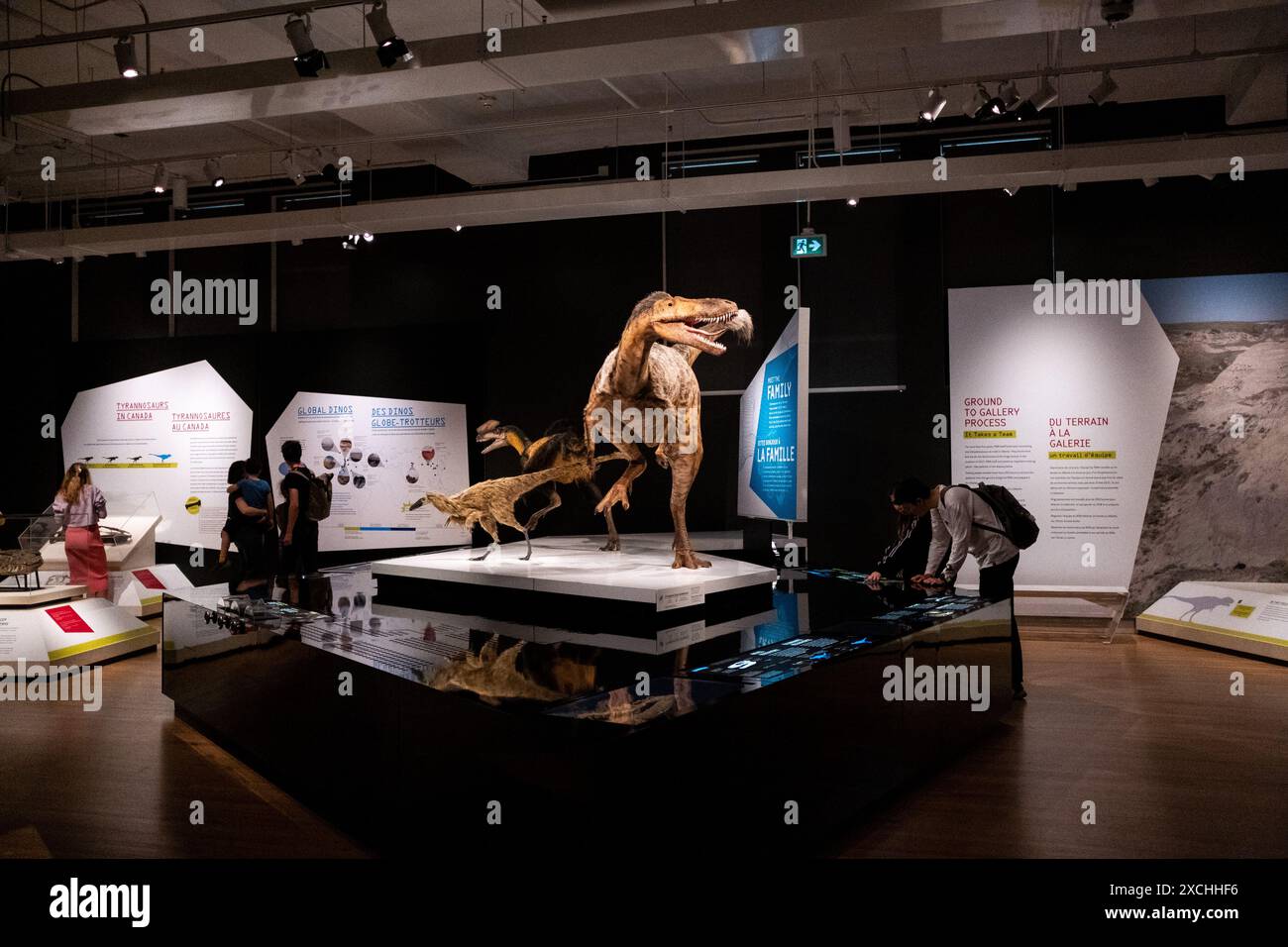 Fossil skull of Tyrannosaurus, a dinosaur commonly known as t-rex, at ...