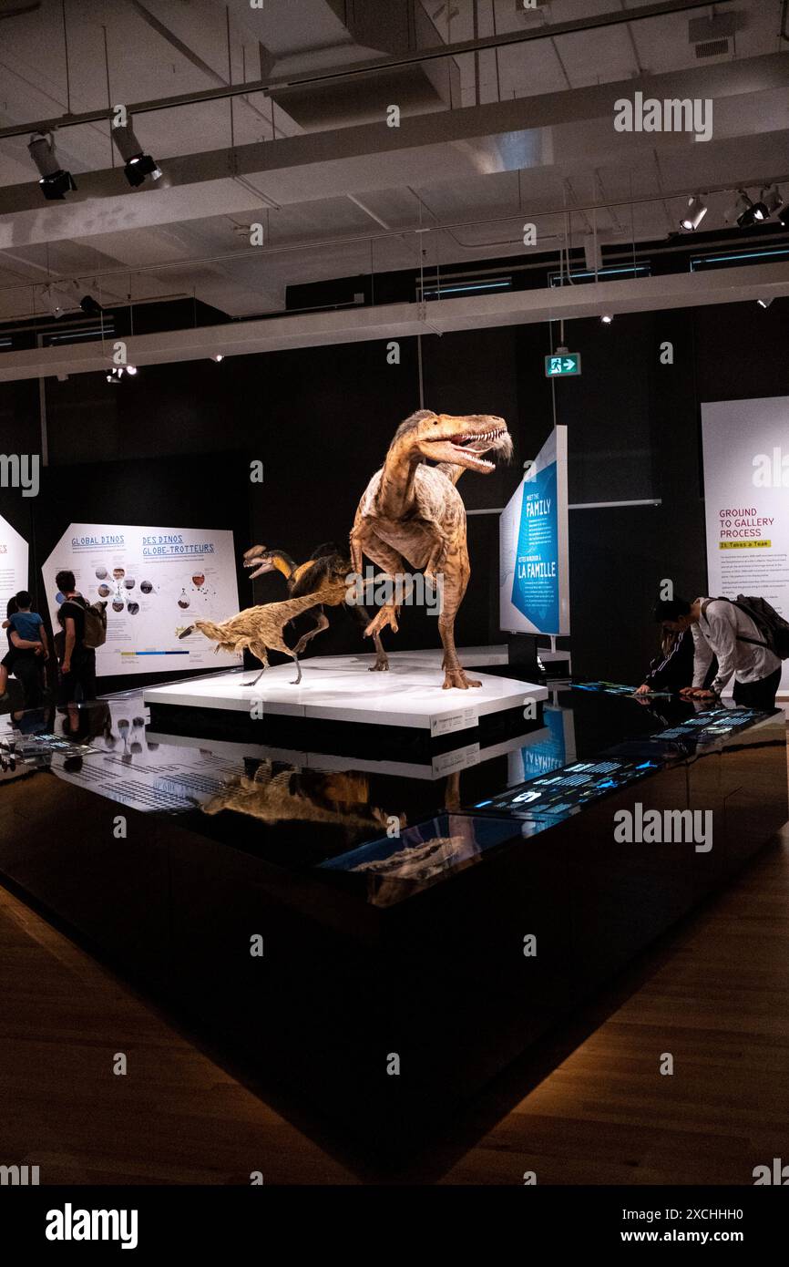 Fossil skull of Tyrannosaurus, a dinosaur commonly known as t-rex, at ...