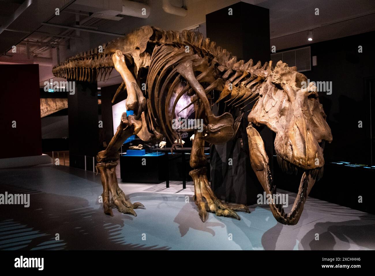 Fossil skull of Tyrannosaurus, a dinosaur commonly known as t-rex, at ...