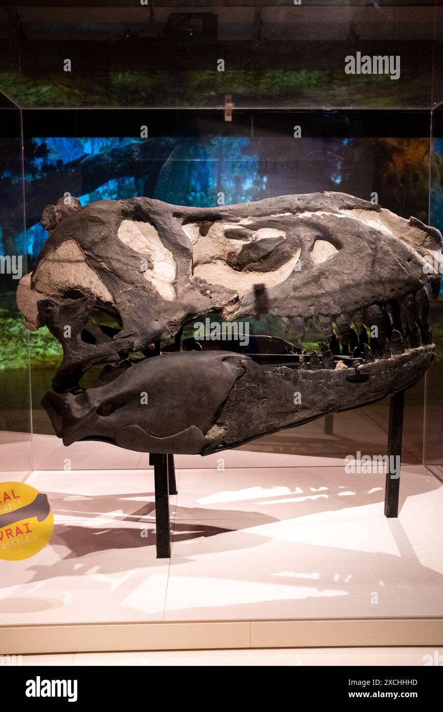 Fossil skull of Tyrannosaurus, a dinosaur commonly known as t-rex, at ...