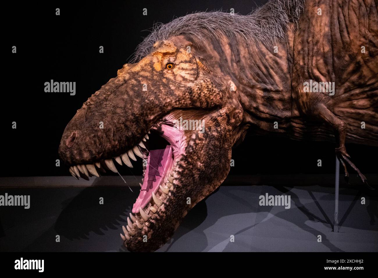 Fossil skull of Tyrannosaurus, a dinosaur commonly known as t-rex, at ...