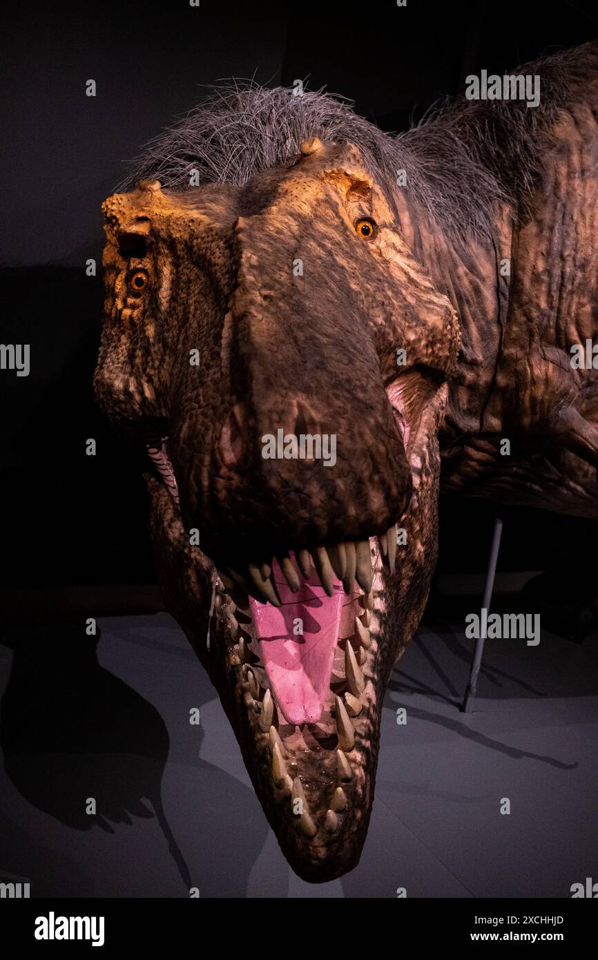 Fossil skull of Tyrannosaurus, a dinosaur commonly known as t-rex, at ...