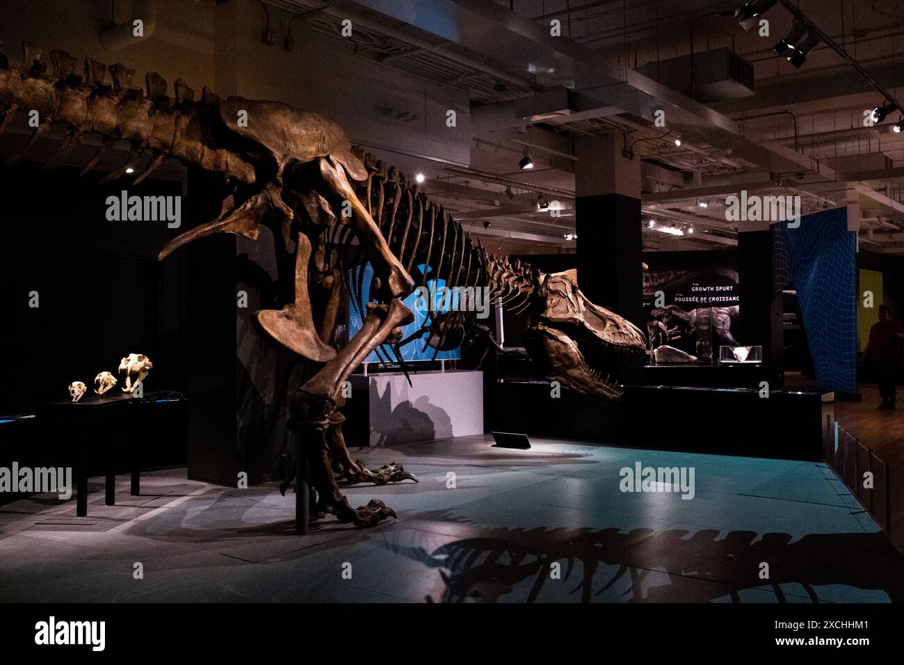 Fossil skull of Tyrannosaurus, a dinosaur commonly known as t-rex, at ...