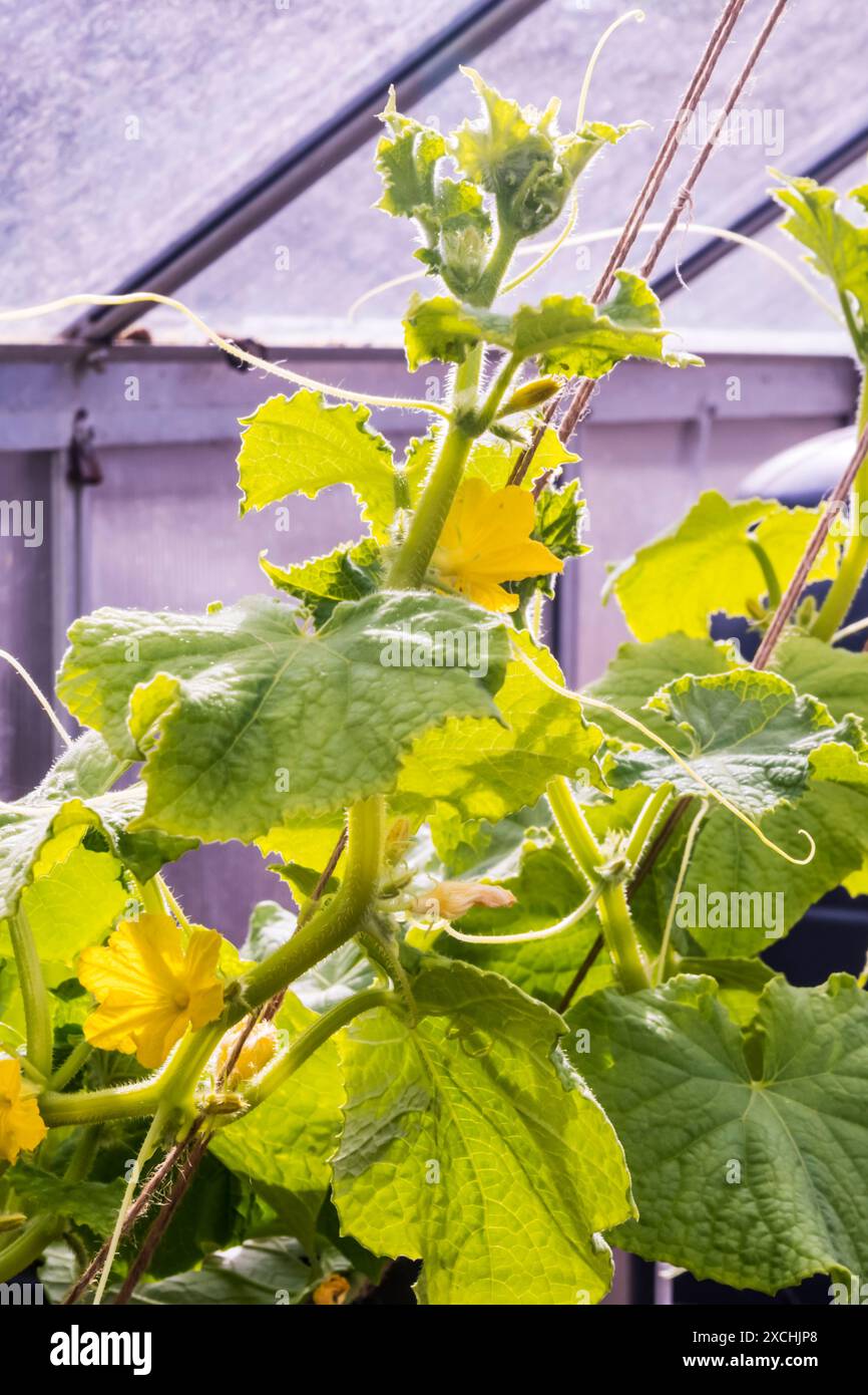 Marketmore 76 cucumber plants, Cucumis sativus, growing up strings in a ...