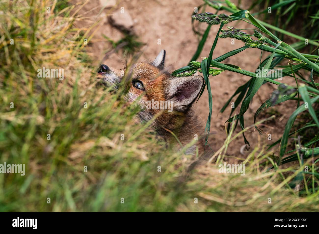 Kelso, Scottish Borders, Scotland, UK. 6th June 2021. A fox cub at the ...