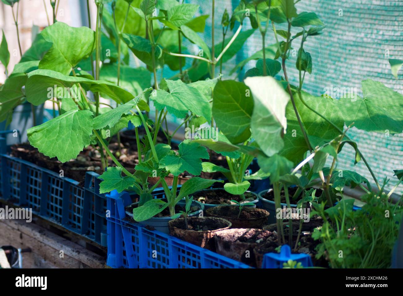 Runner Beans (phaseolus coccineus) growing in the Greenhouse from Seeds ...