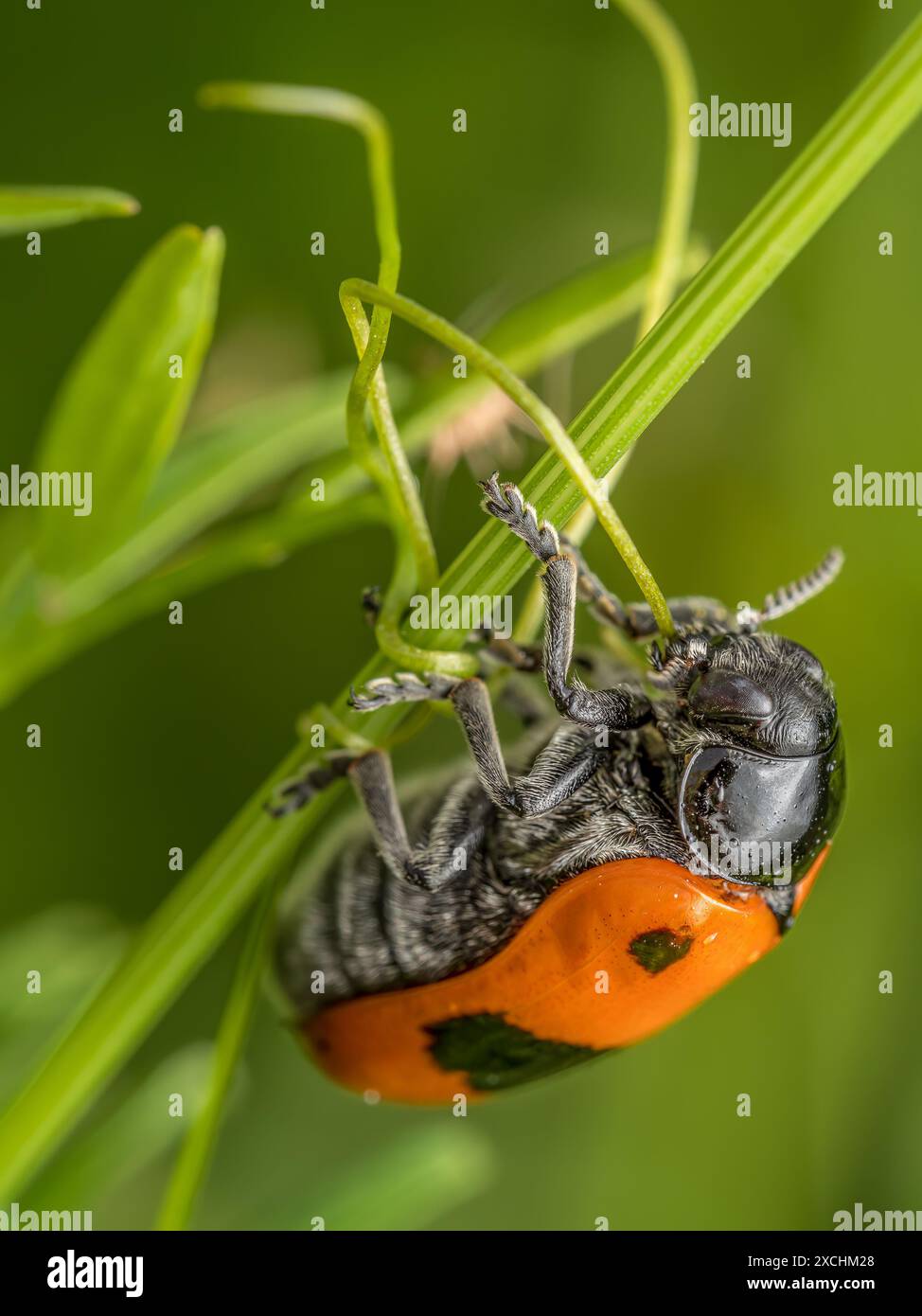 Macro shot of ant bag beetle sitting on a grass spike Stock Photo - Alamy