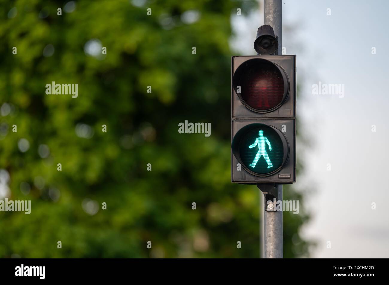 Green pedestrian signal lit, indicating walk, with trees and foliage in ...