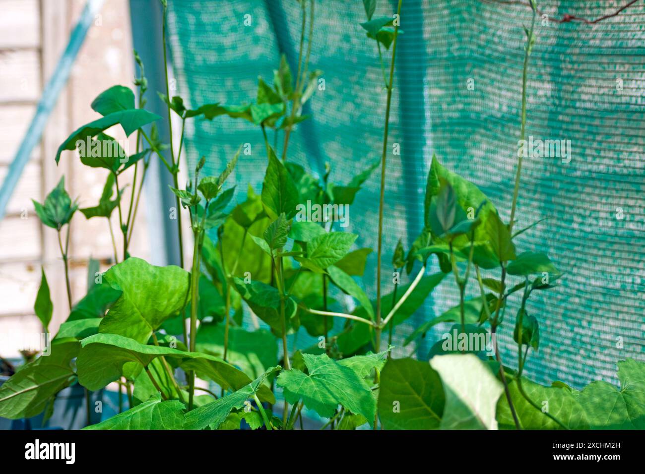 Runner Beans (phaseolus coccineus) growing in the Greenhouse from Seeds ...