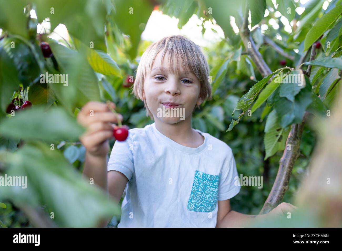 Cute child, boy, climbing cherry tree and eating cherries right from ...
