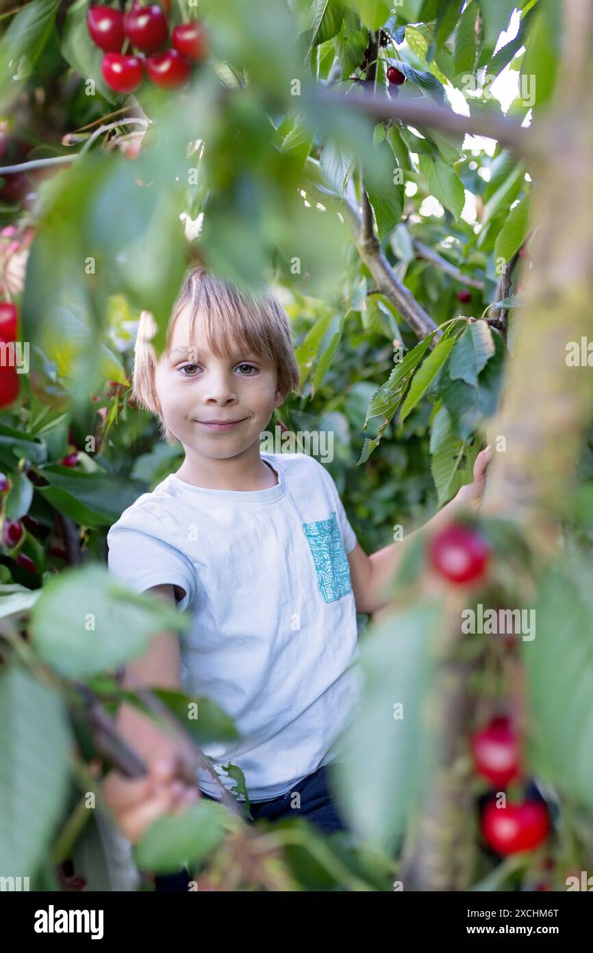 Cute child, boy, climbing cherry tree and eating cherries right from ...