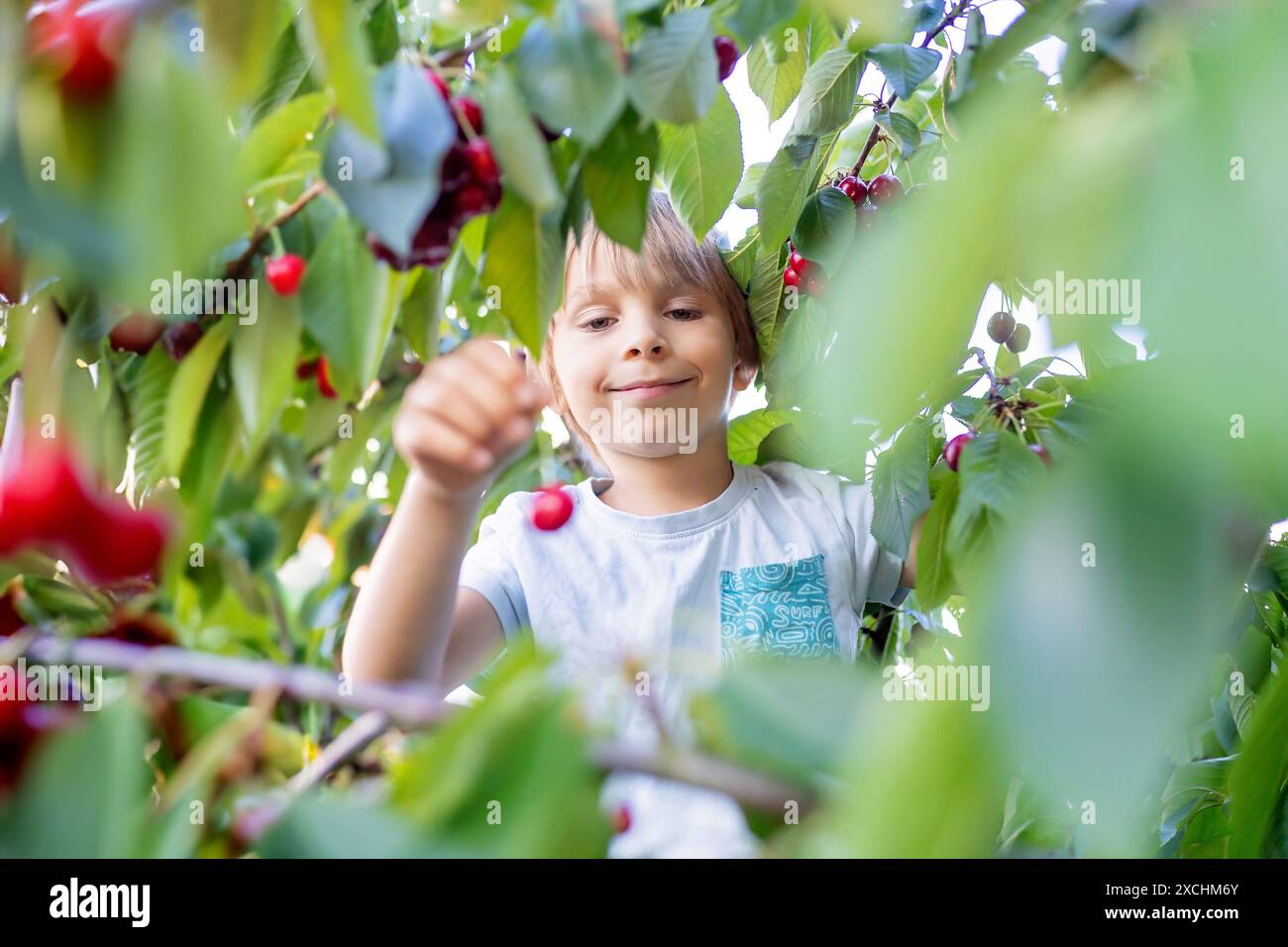 Cute child, boy, climbing cherry tree and eating cherries right from ...