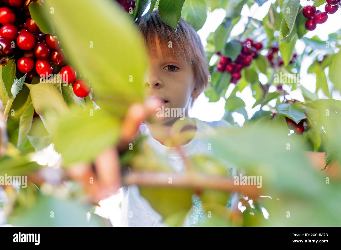 Cute child, boy, climbing cherry tree and eating cherries right from ...