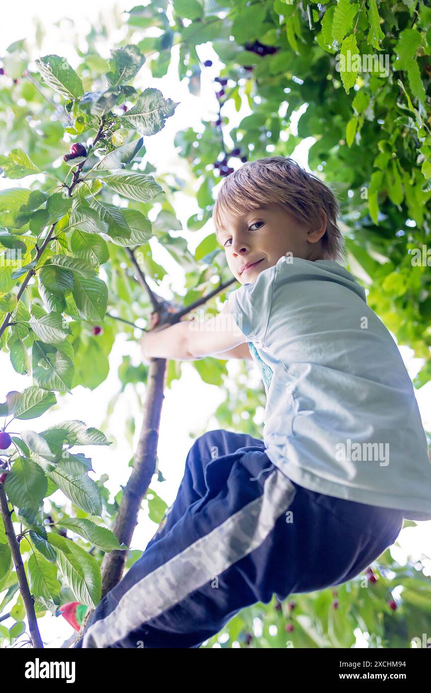 Cute child, boy, climbing cherry tree and eating cherries right from ...