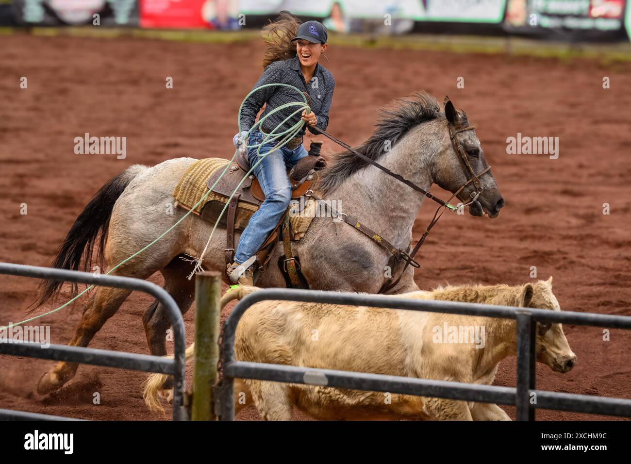 Cowgirl misses lassoing the cow during steer roping, a rodeo event in ...
