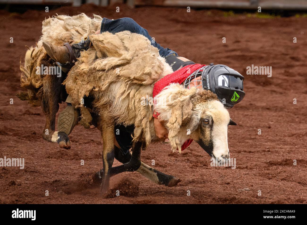The little boy holds onto the sheep during a Mutton busting event held ...