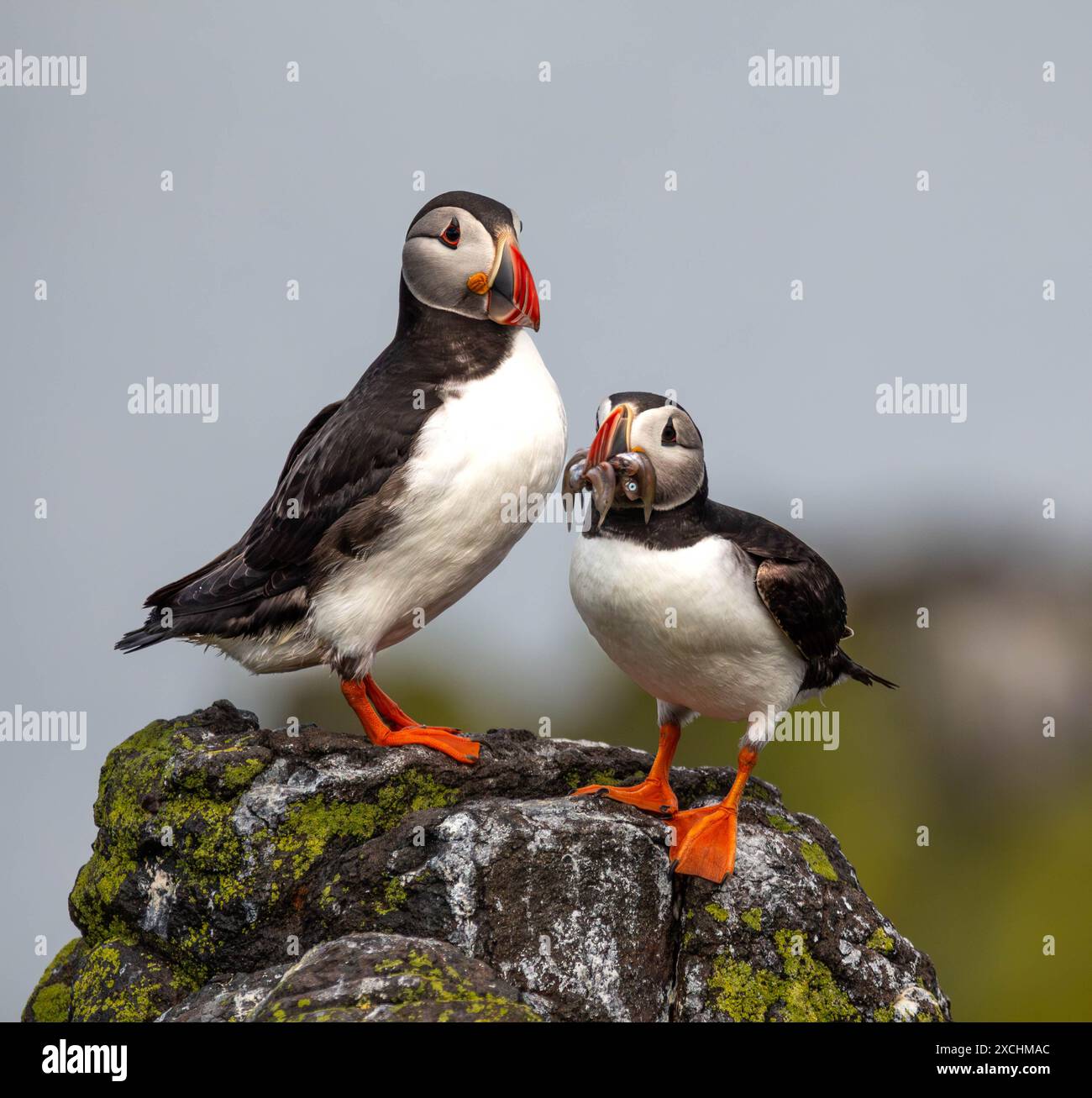 Image of two atlantic puffins standing next to each other on a rock ...