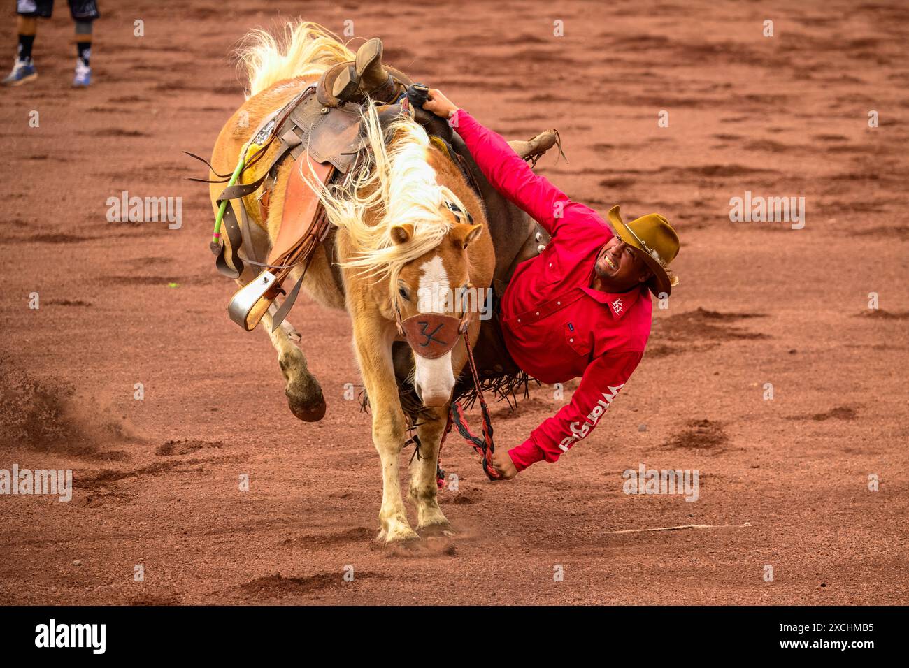 Cowboy is trying his best to pull himself back upon the horse during ...