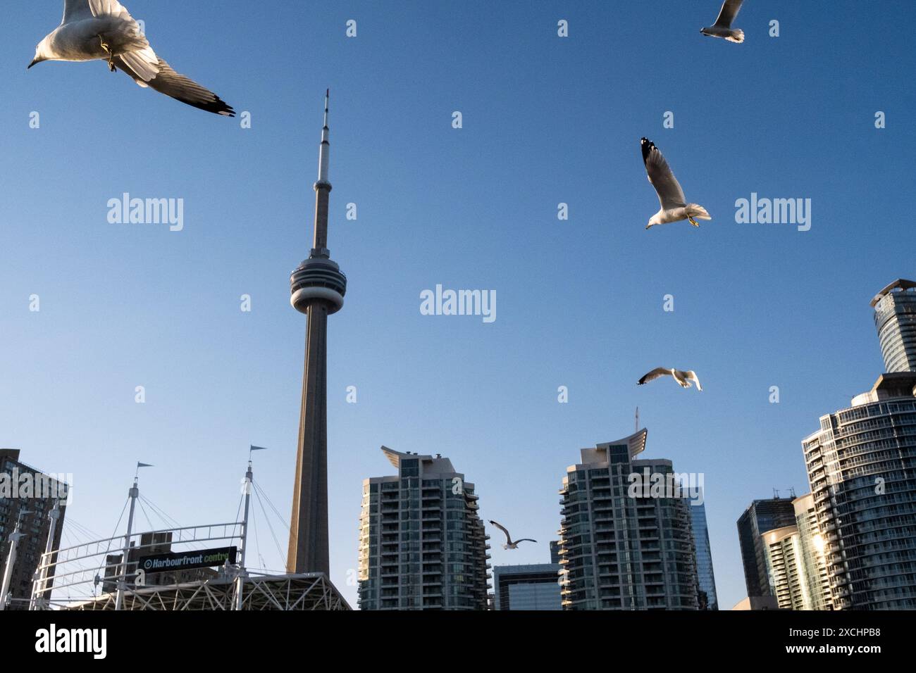 Seagull bird by the lake with in background an urban landscape of a residential and office ...