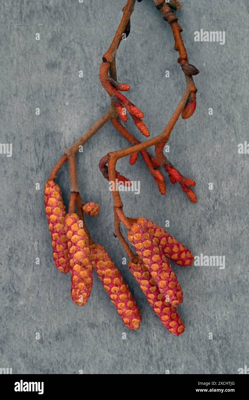 Grey alder hi-res stock photography and images - Alamy