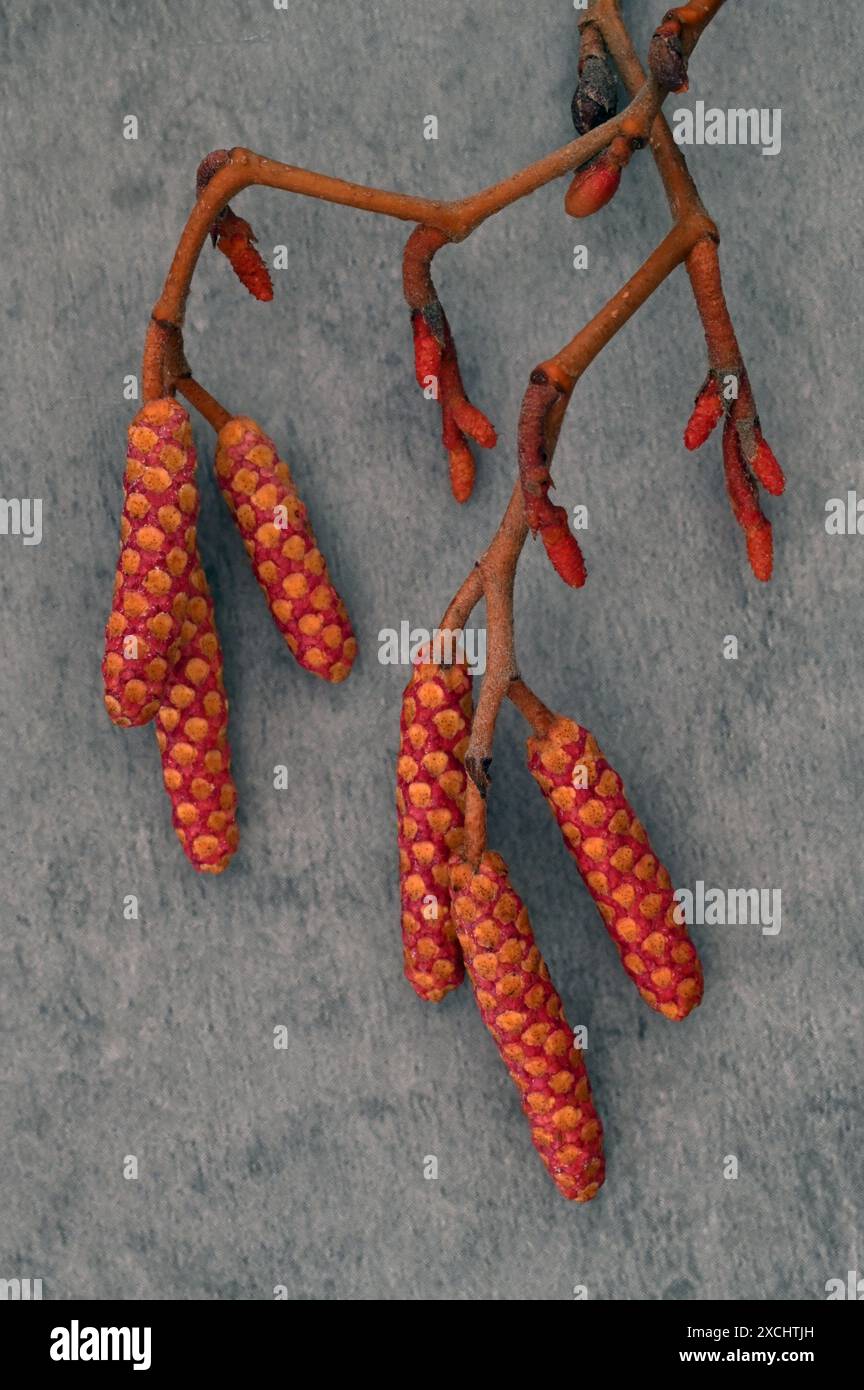 Two twigs of Grey alder tree carrying six orange dotted catkins lying ...