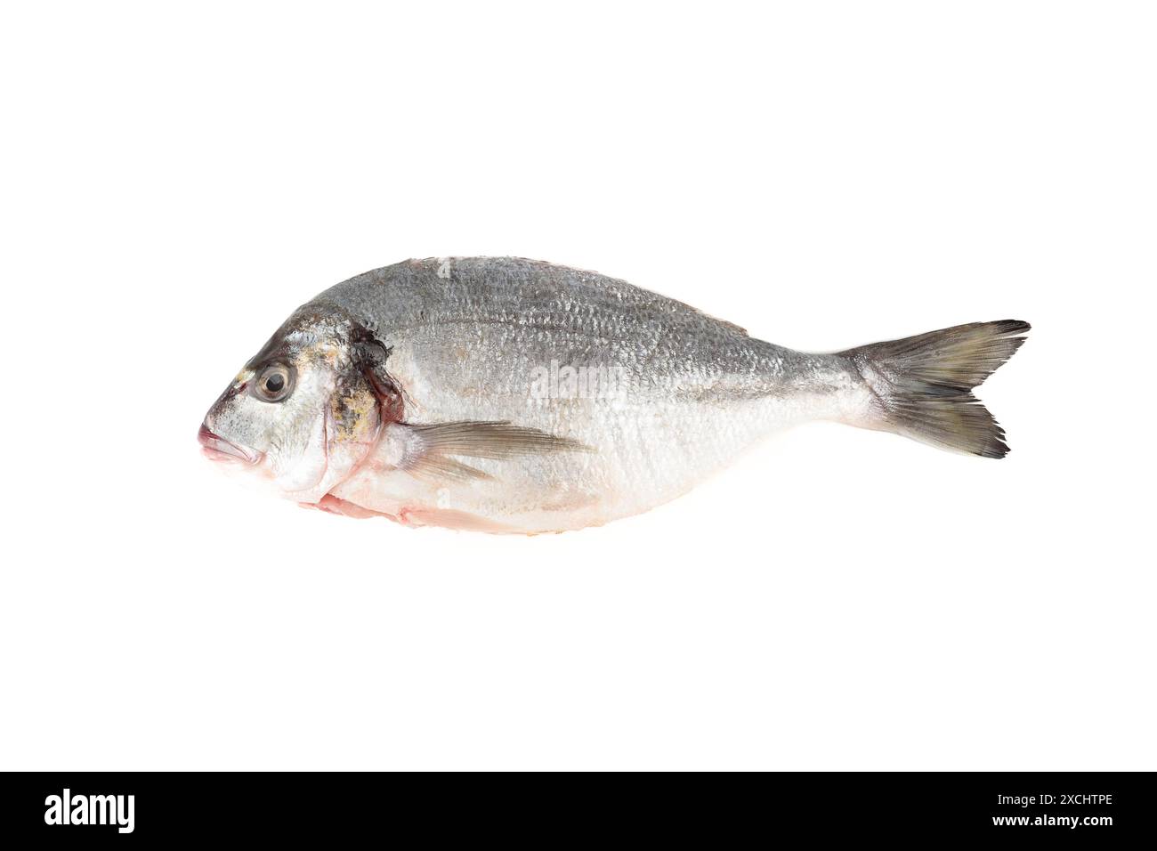 Poached and scaled dorada fish isolated on white background. Copy space ...
