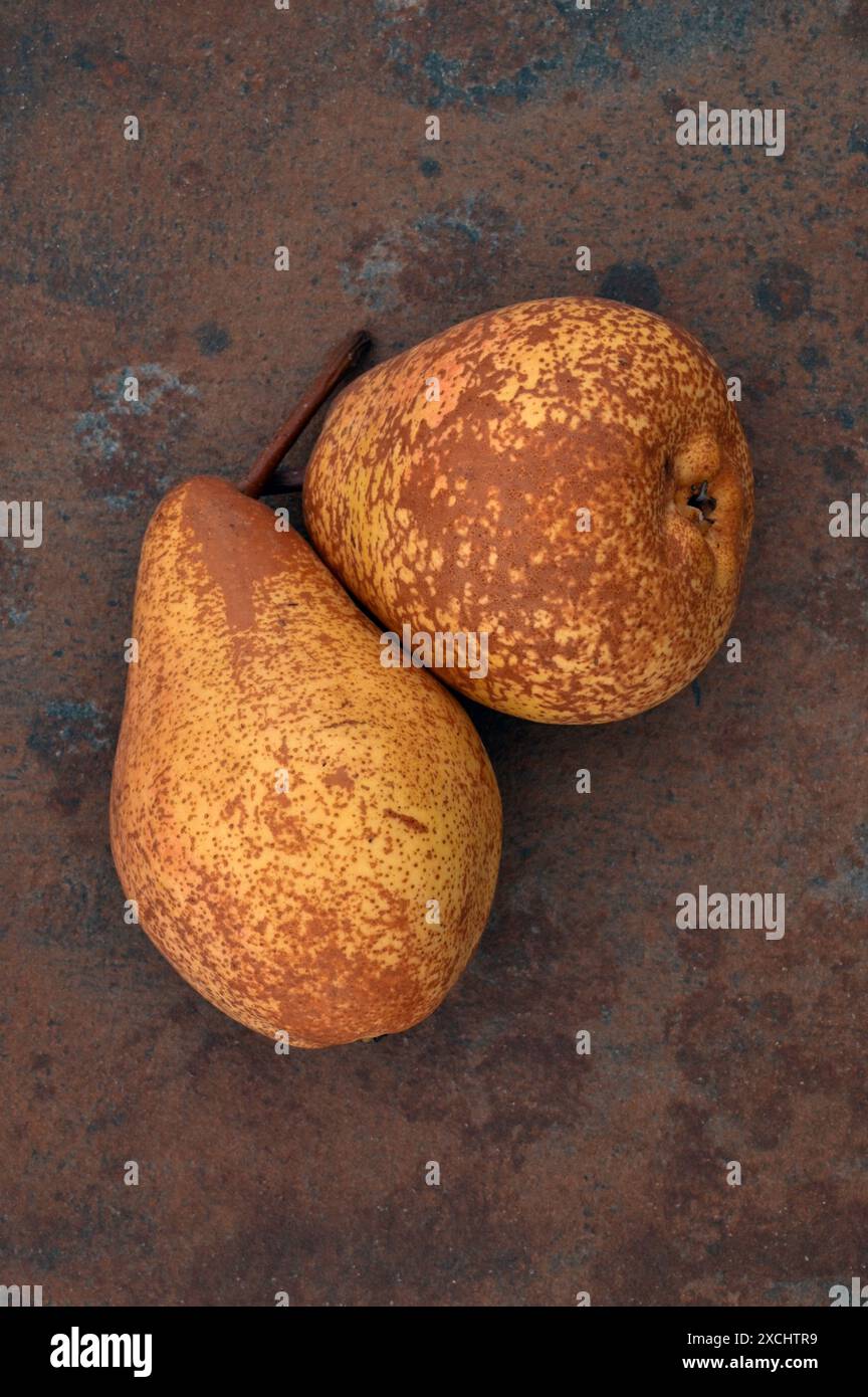Yellow and golden Conference pear with large bruises lying on brown ...