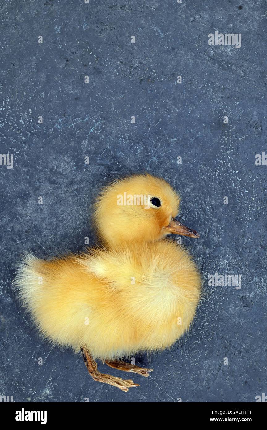Preserved young chick of domestic chicken with yellow down in front of ...