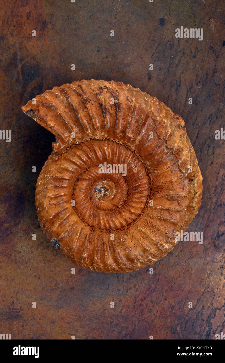 Rich brown ammonite fossil 165 million years old from Madagascar lyying ...