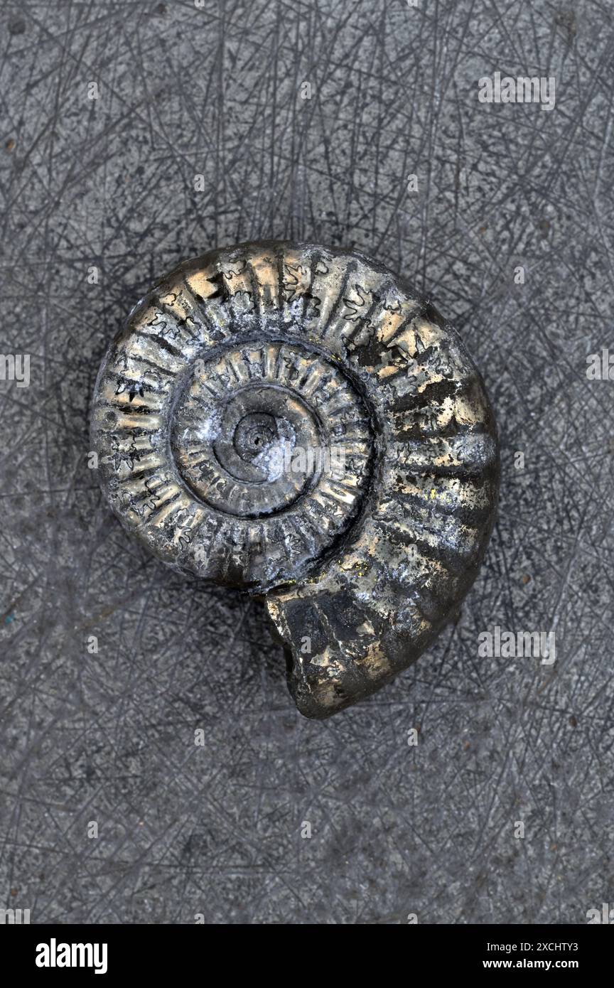 Pyrite ammonite fossil grey with splashes of gold 196 million years old ...