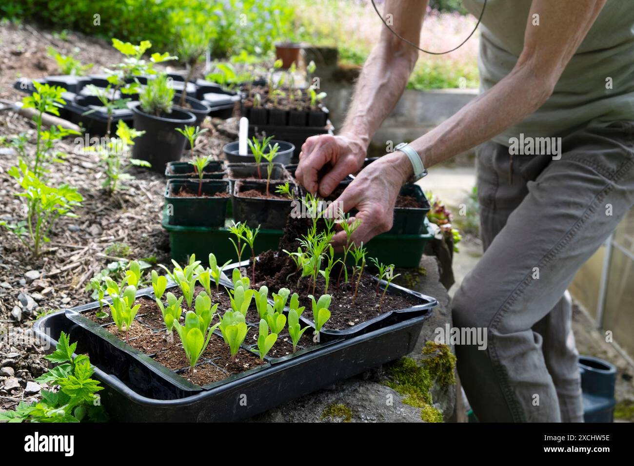 Older woman senior person gardening planting growing seedlings on from ...