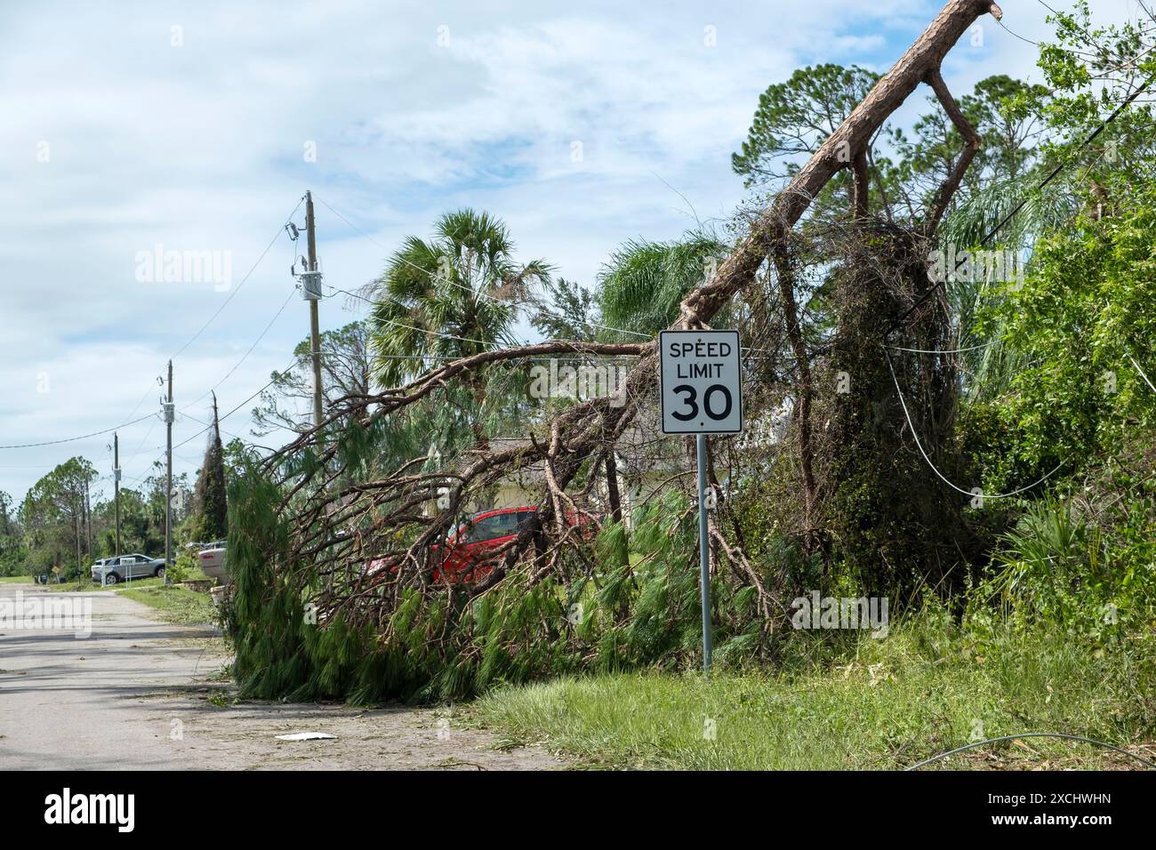 Damaged power lines after hurricane wind broke tree limbs in Florida ...