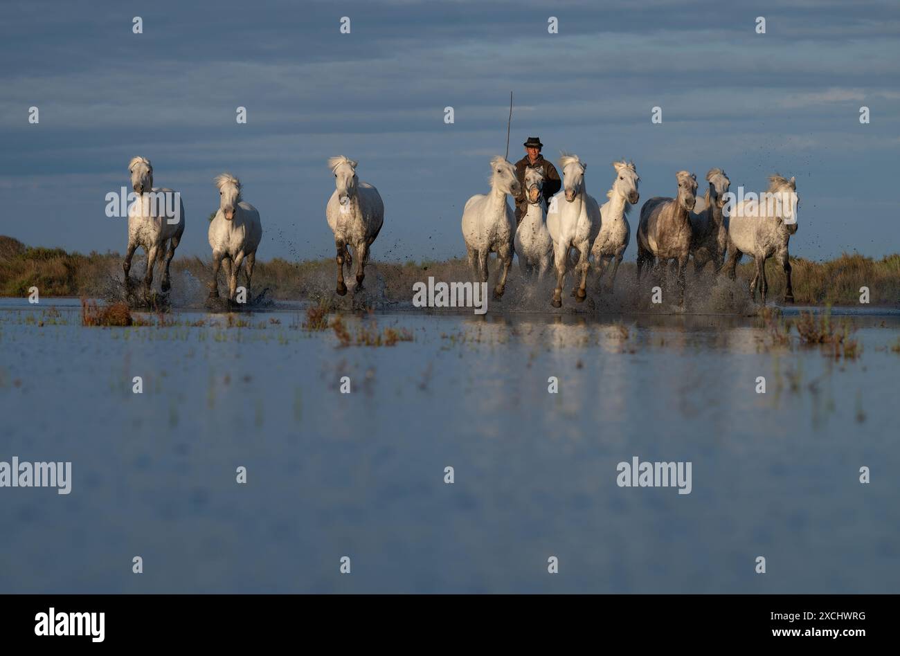 The white horses of the Camargue Stock Photo - Alamy