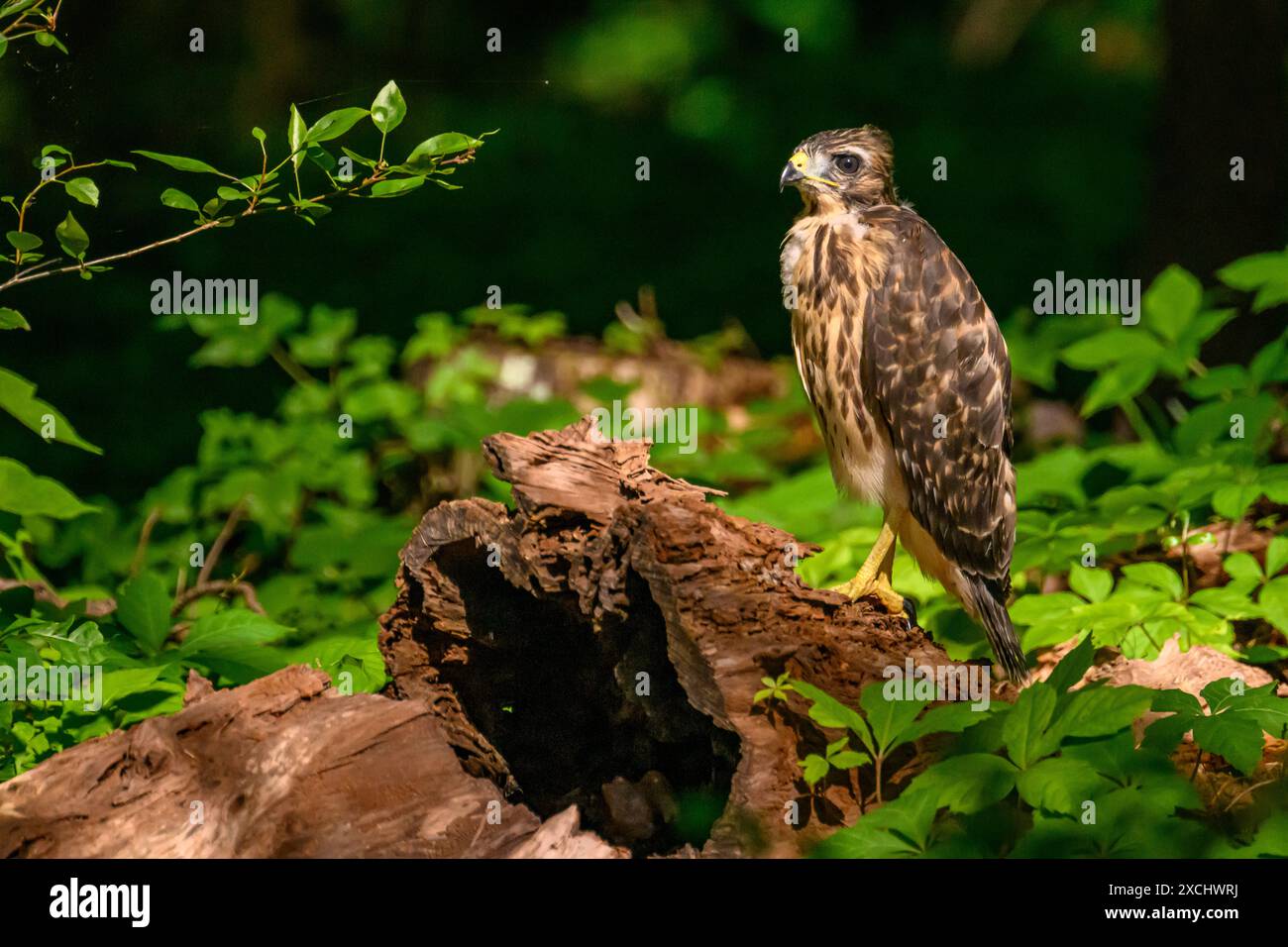 Buzzard photos hi-res stock photography and images - Alamy