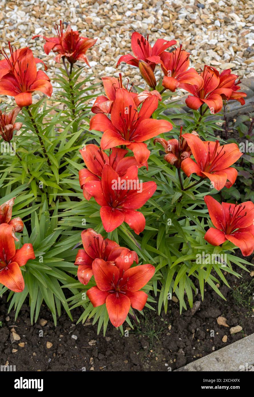 Fire Lily in flower Stock Photo - Alamy