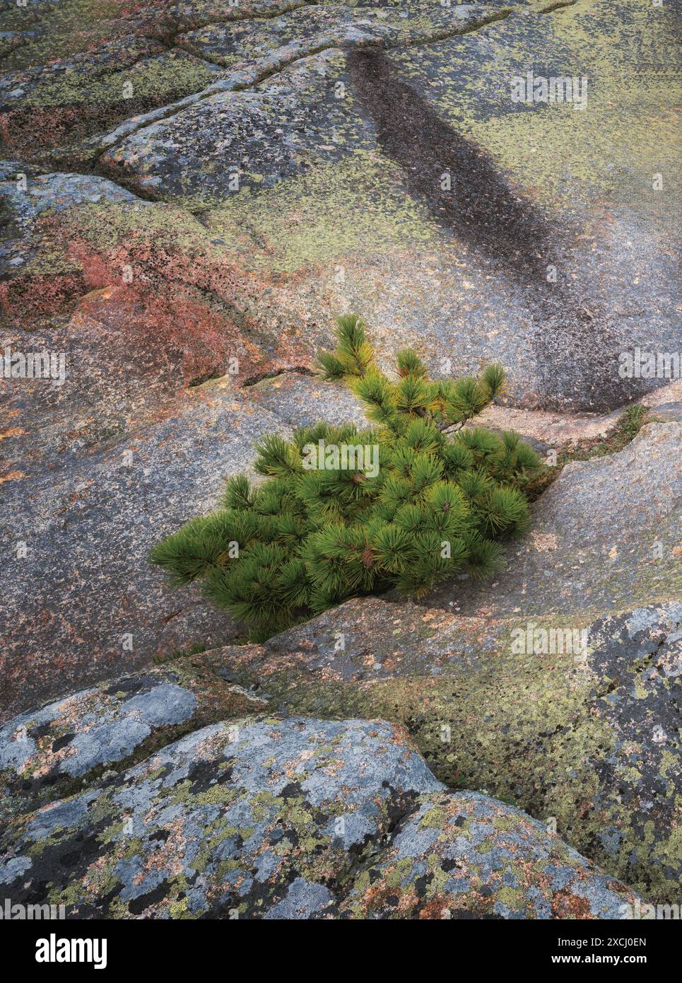 Colorful Cadalac Granite and lichensmand pine shrub on Cadalac Mountain ...