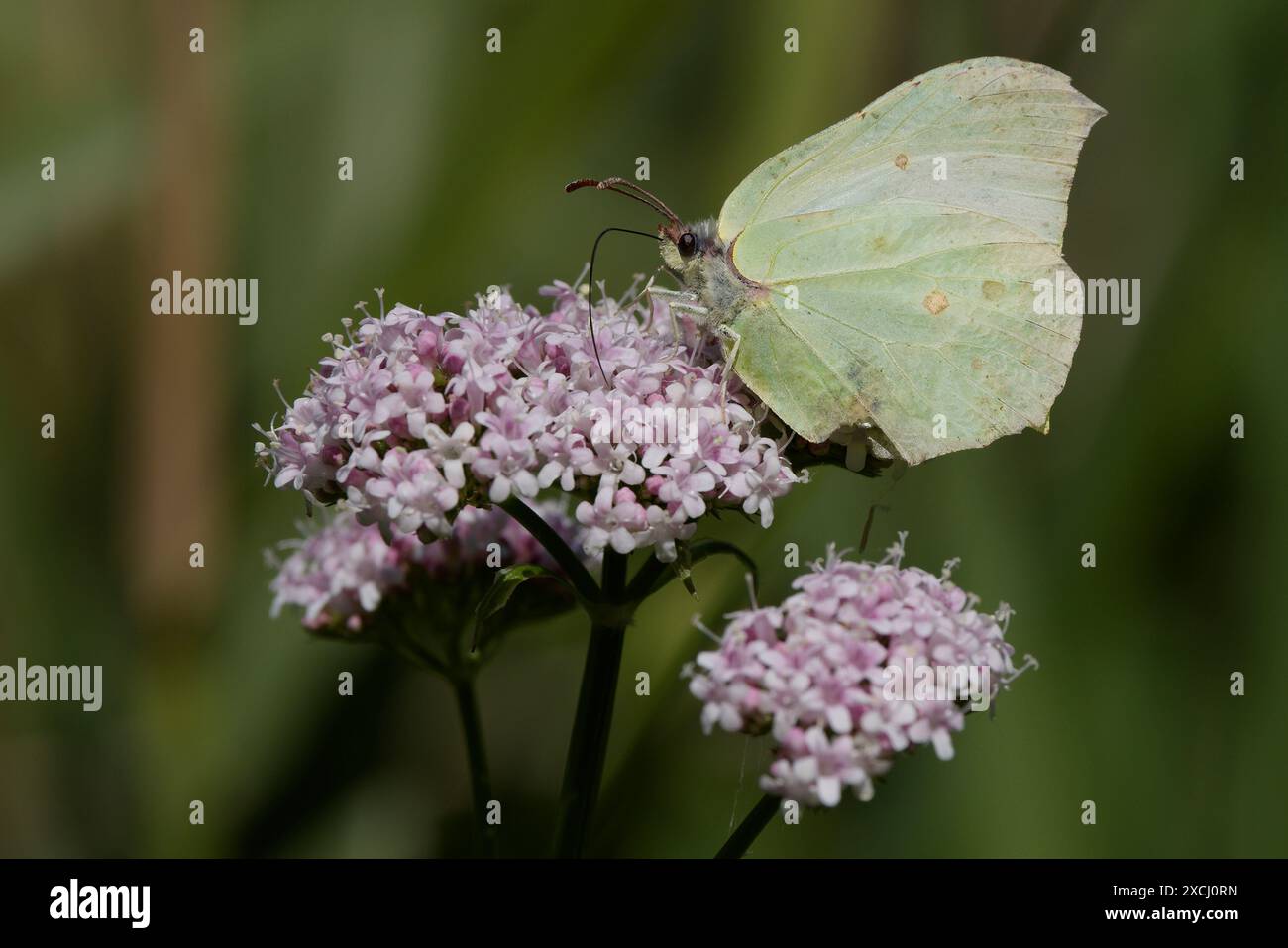 Yellow common brimstone butterfly hi-res stock photography and images ...