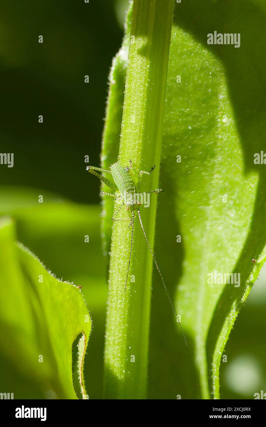 Speckled Bush Cricket on a plant stem Stock Photo - Alamy