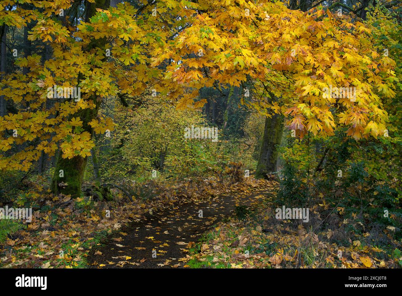 Fall colored Big Leaf Maple Trees and path. Graham Oaks Nature Park ...