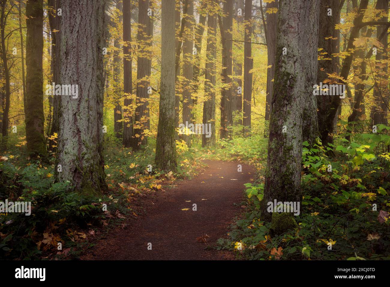 Fall colored Big Leaf Maple Trees and path. Graham Oaks Nature Park ...
