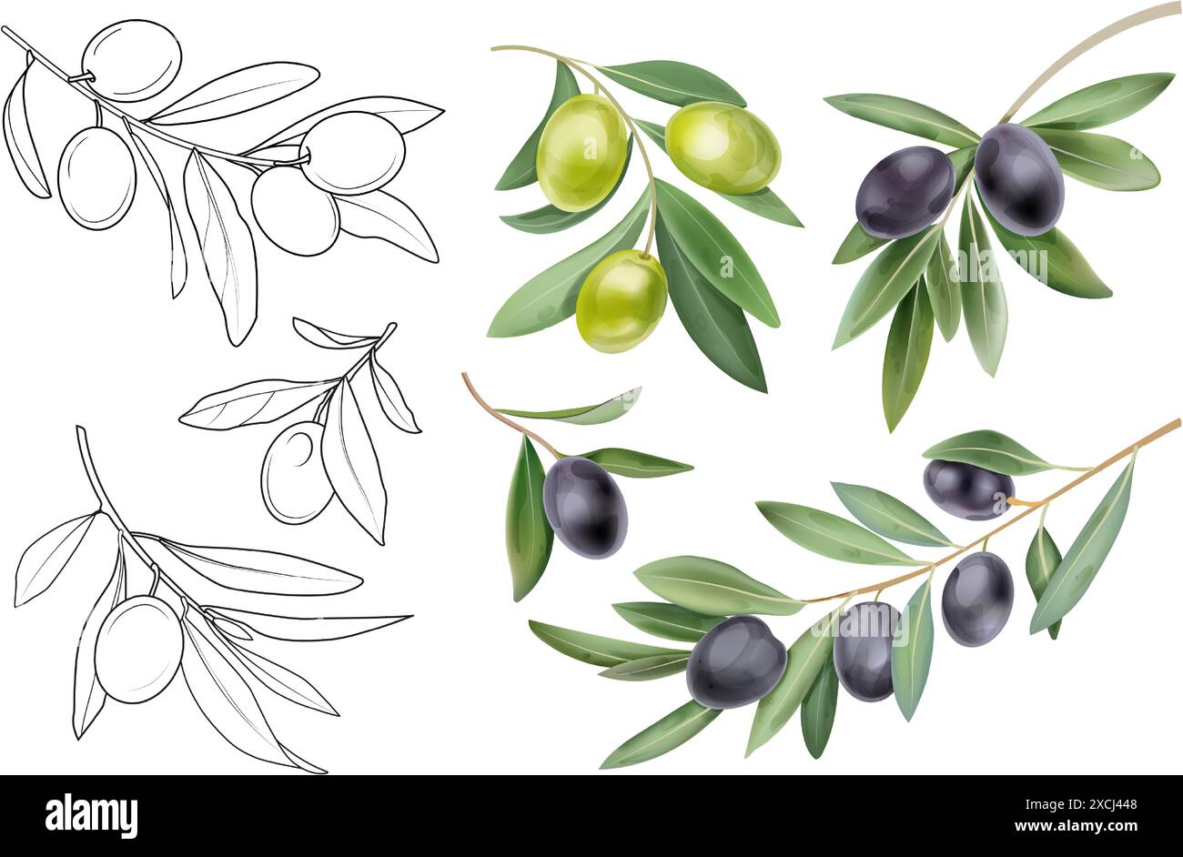 Roman flower Stock Vector Images - Alamy