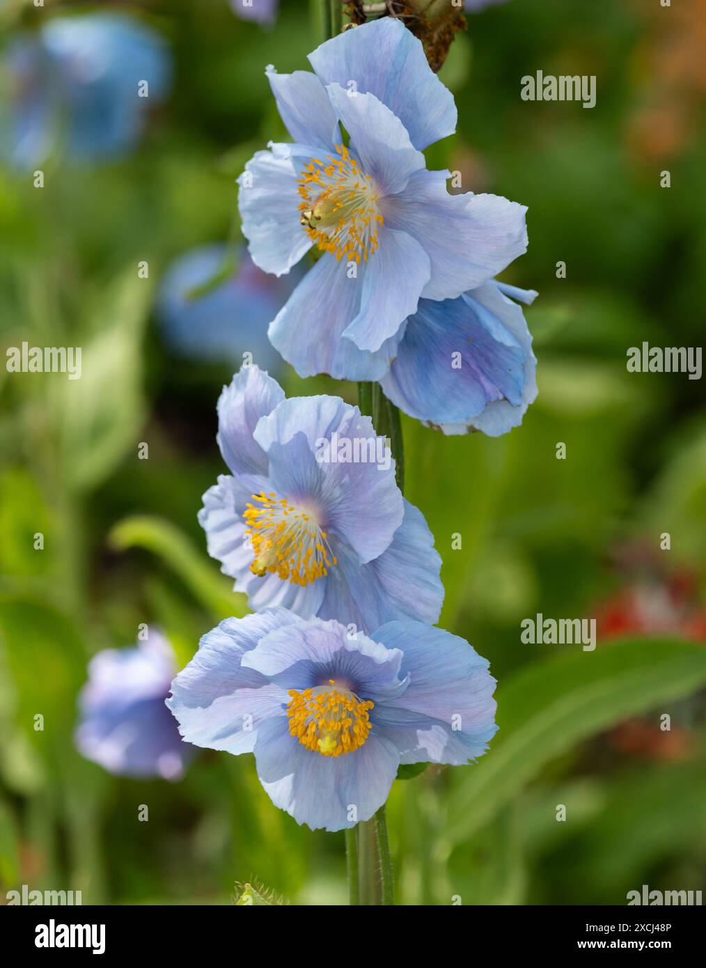 Blue Meconopsis, Himalayan Poppy Stock Photo - Alamy